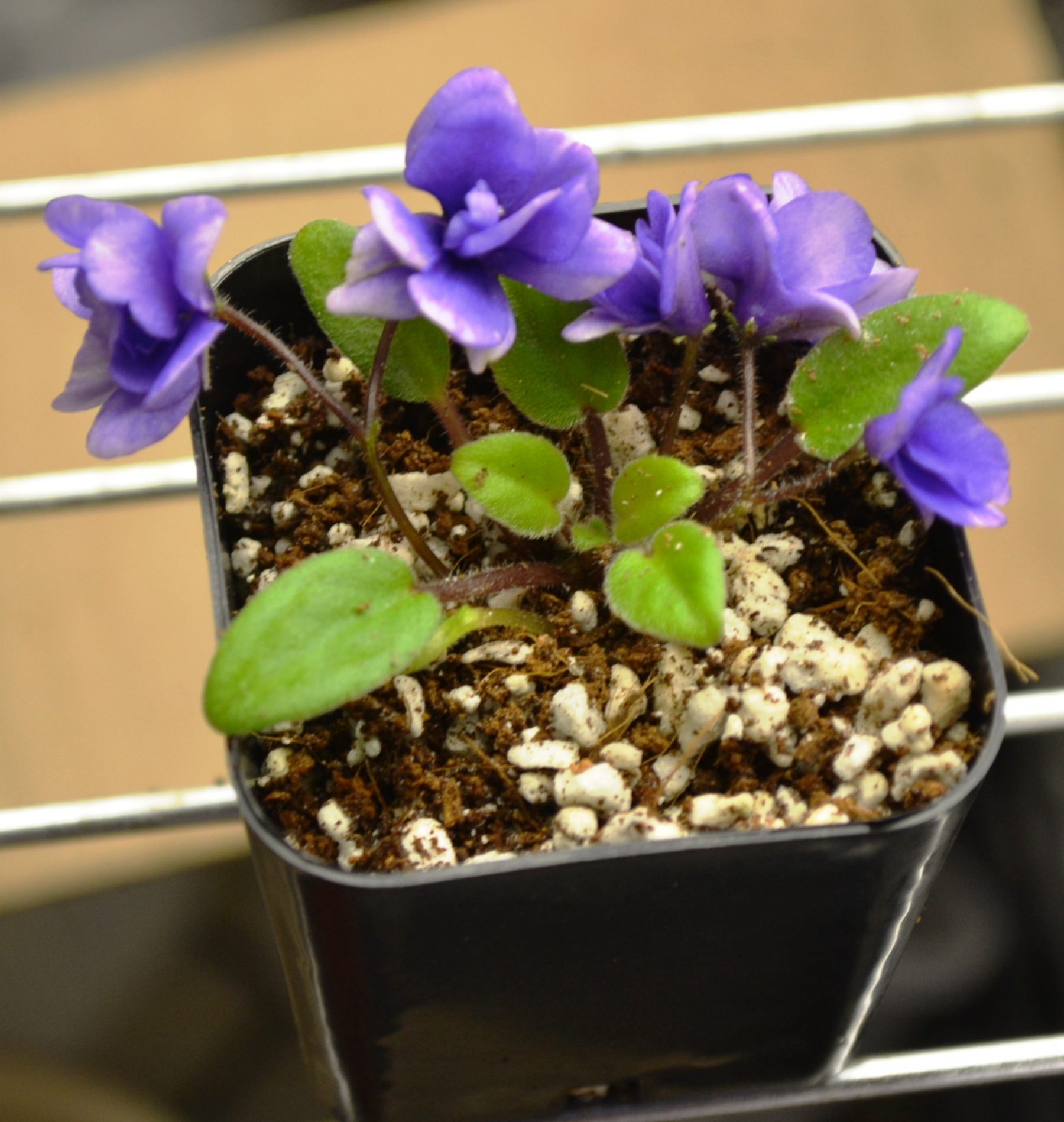What Pot Size To Use For African Violet Plants? – Baby Violets