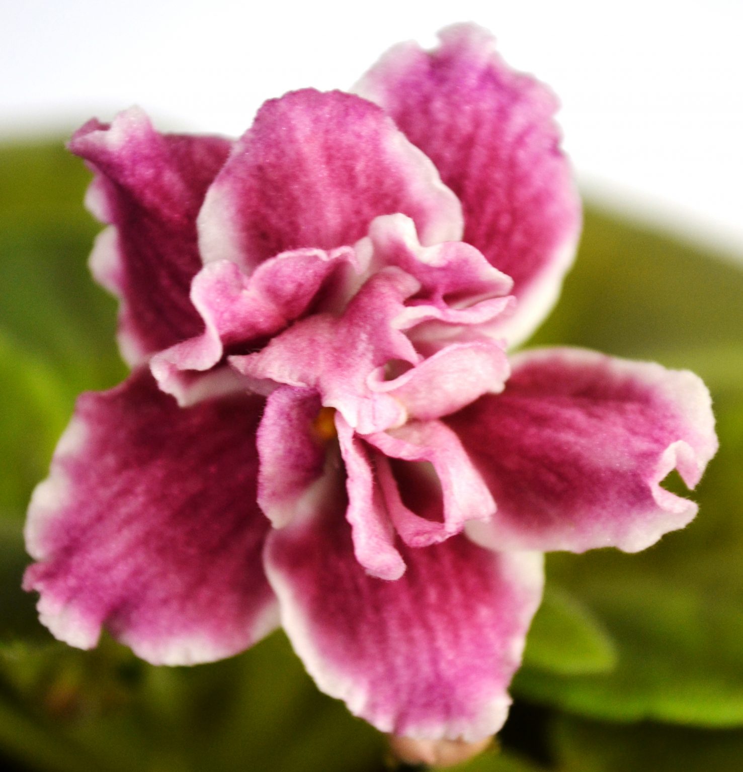African Violet Plants – Baby Violets