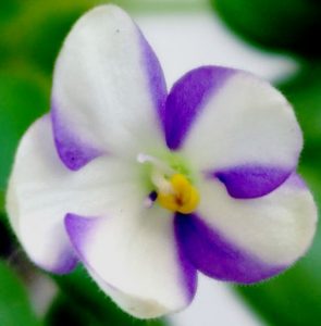 African Violet Sports: What Are They and How Do They Occur? – Baby Violets