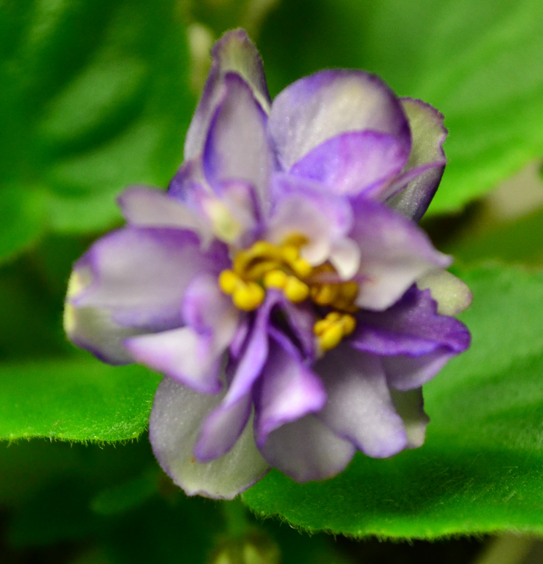 African Violet Sports: What Are They and How Do They Occur? – Baby Violets