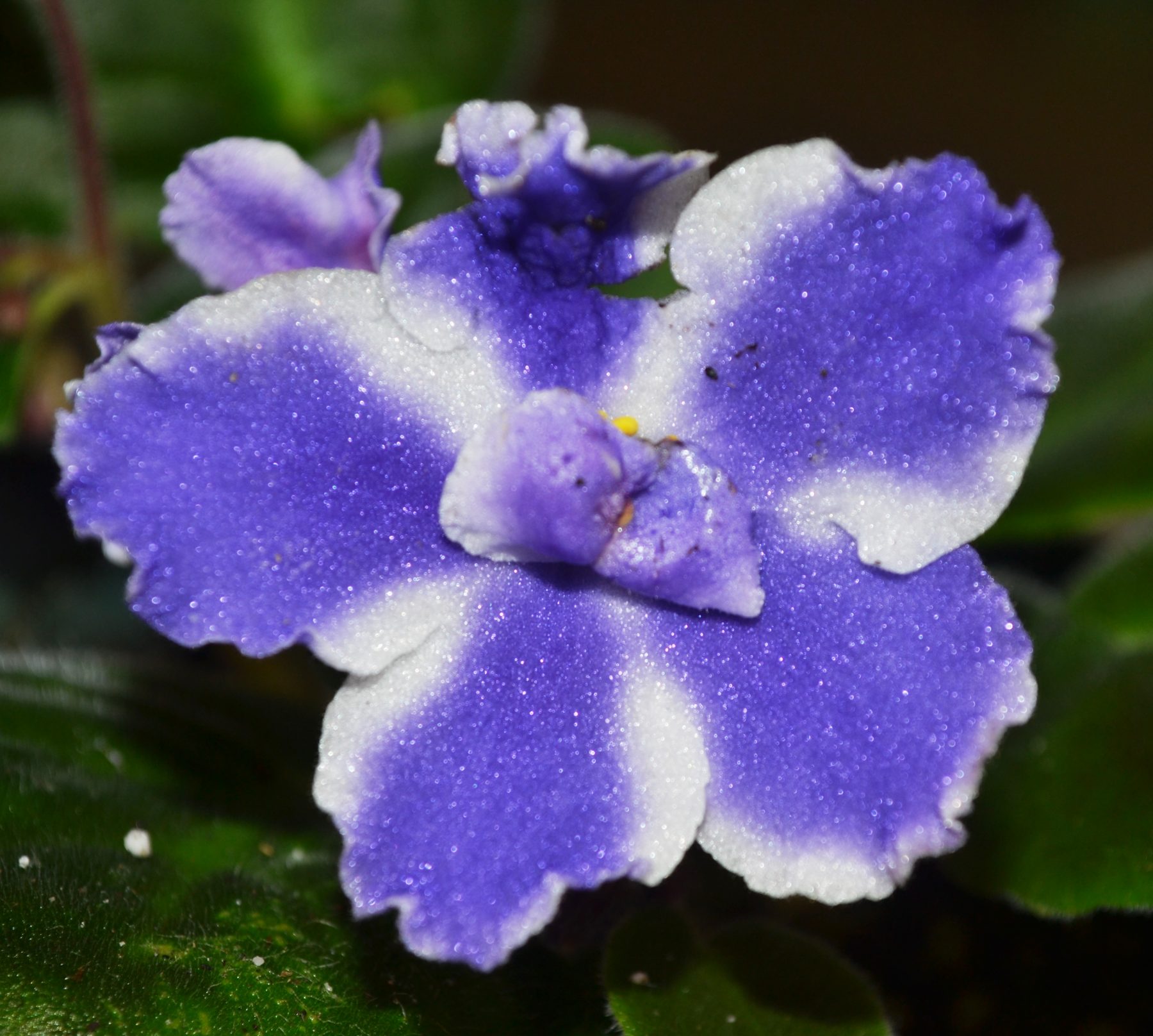 African Violet Sports: What Are They and How Do They Occur? – Baby Violets