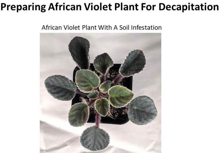 Decapitating African Violet Crowns, Why And How? – Baby Violets