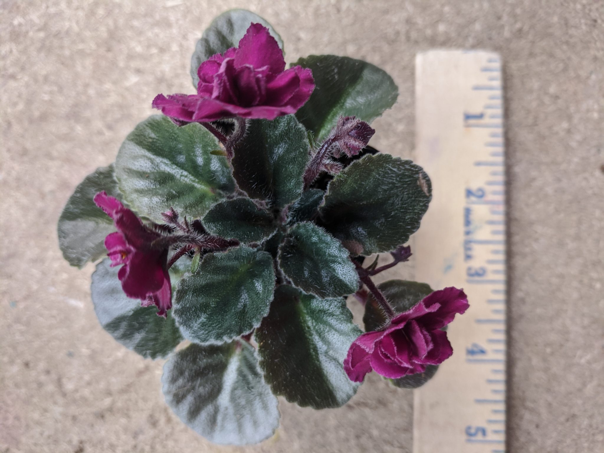Decapitating African Violet Crowns, Why And How? – Baby Violets