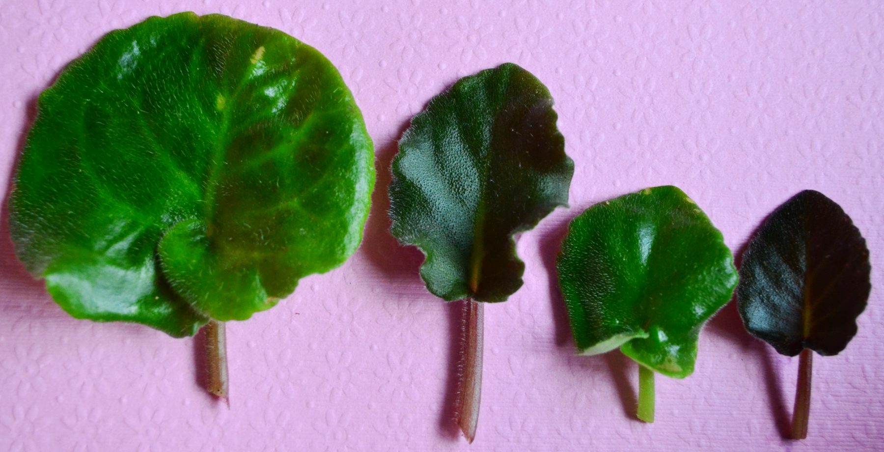 What are the Different Leaf Types of African Violet Plants? – Baby Violets