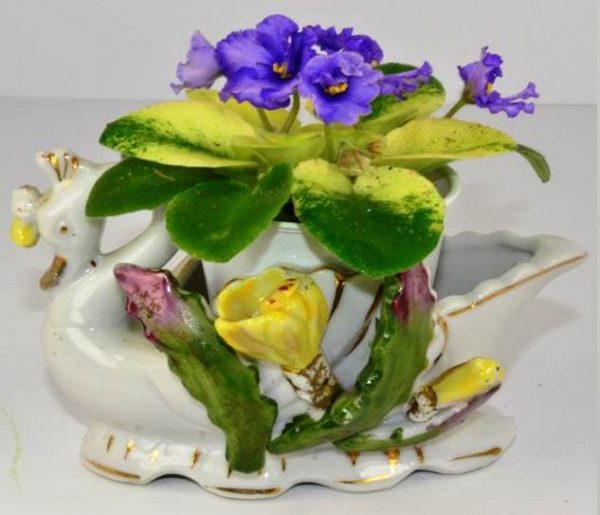 What Are The Best Type Of Pots For African Violets? – Baby Violets