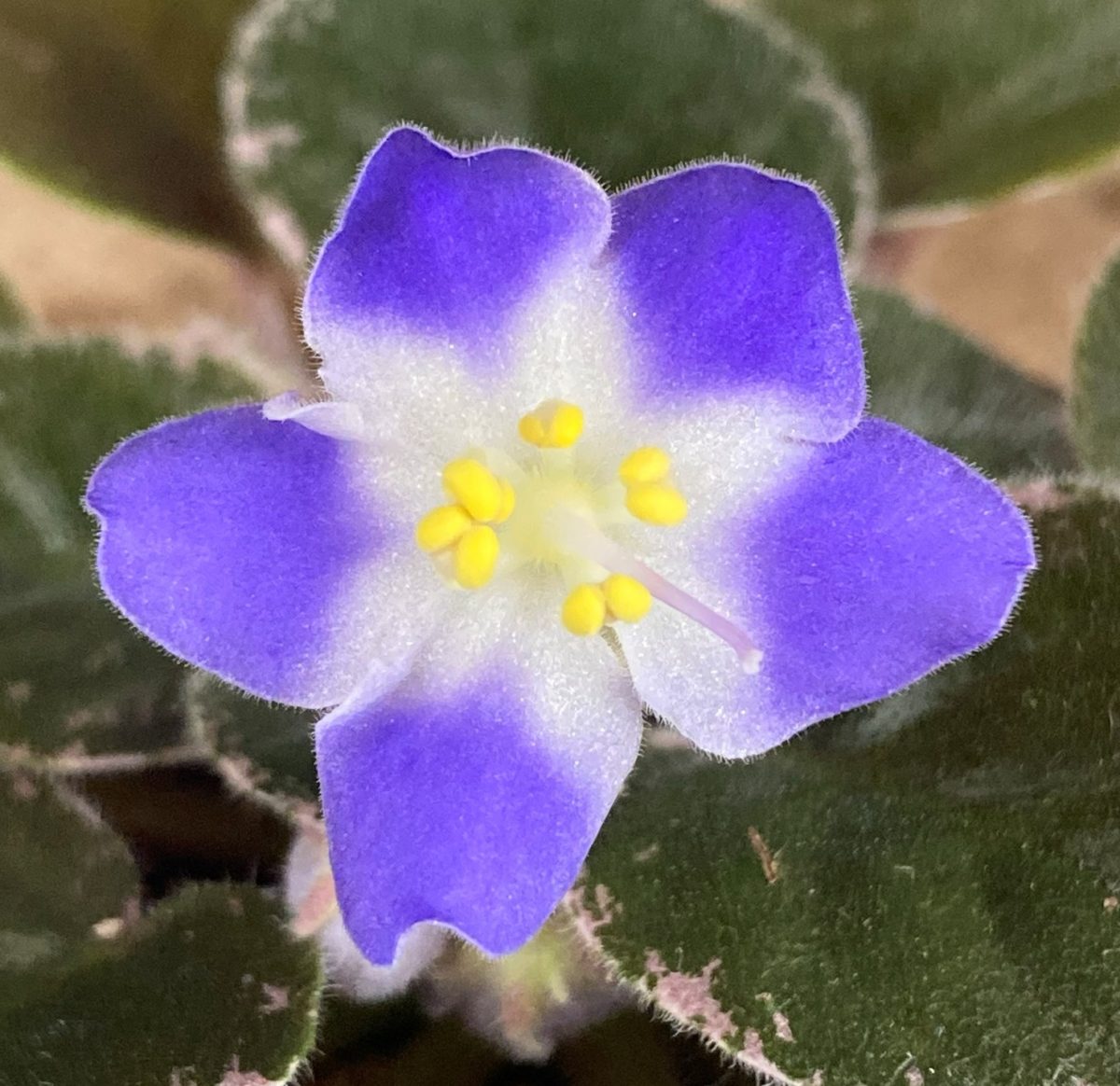 Shop – Baby Violets