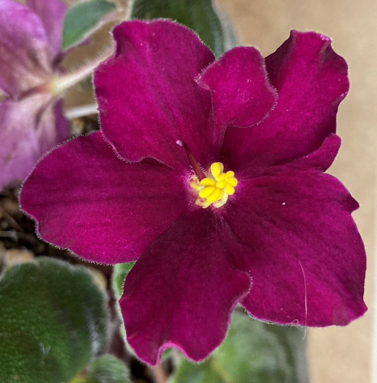 African Violet Plants - Baby Violets