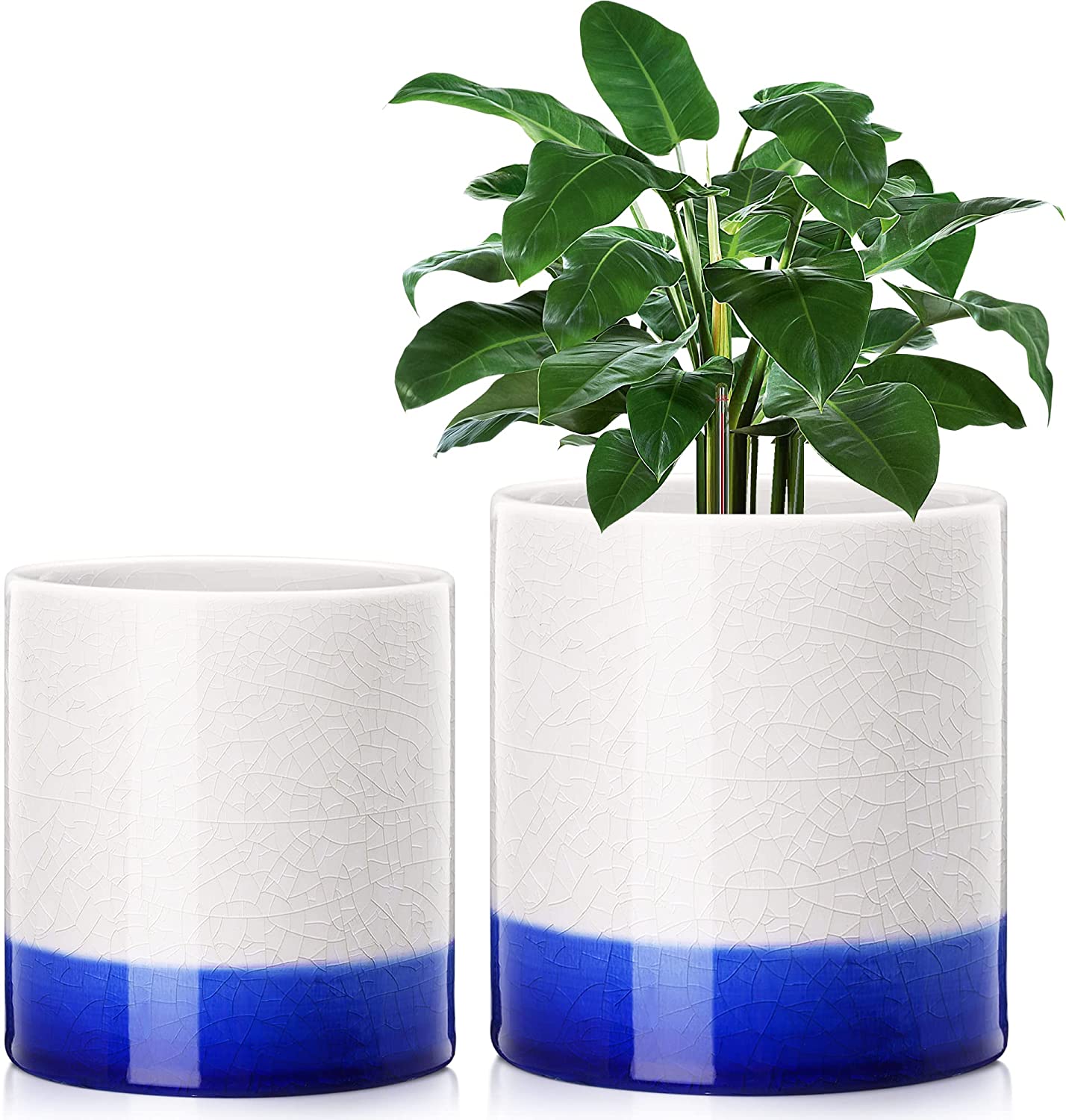 Pots & Potting Media - Baby Violets