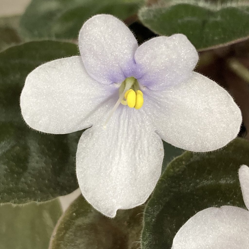 African Violet Plants - Baby Violets