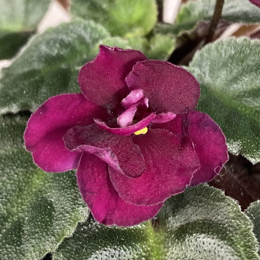 African Violet Plants - Baby Violets