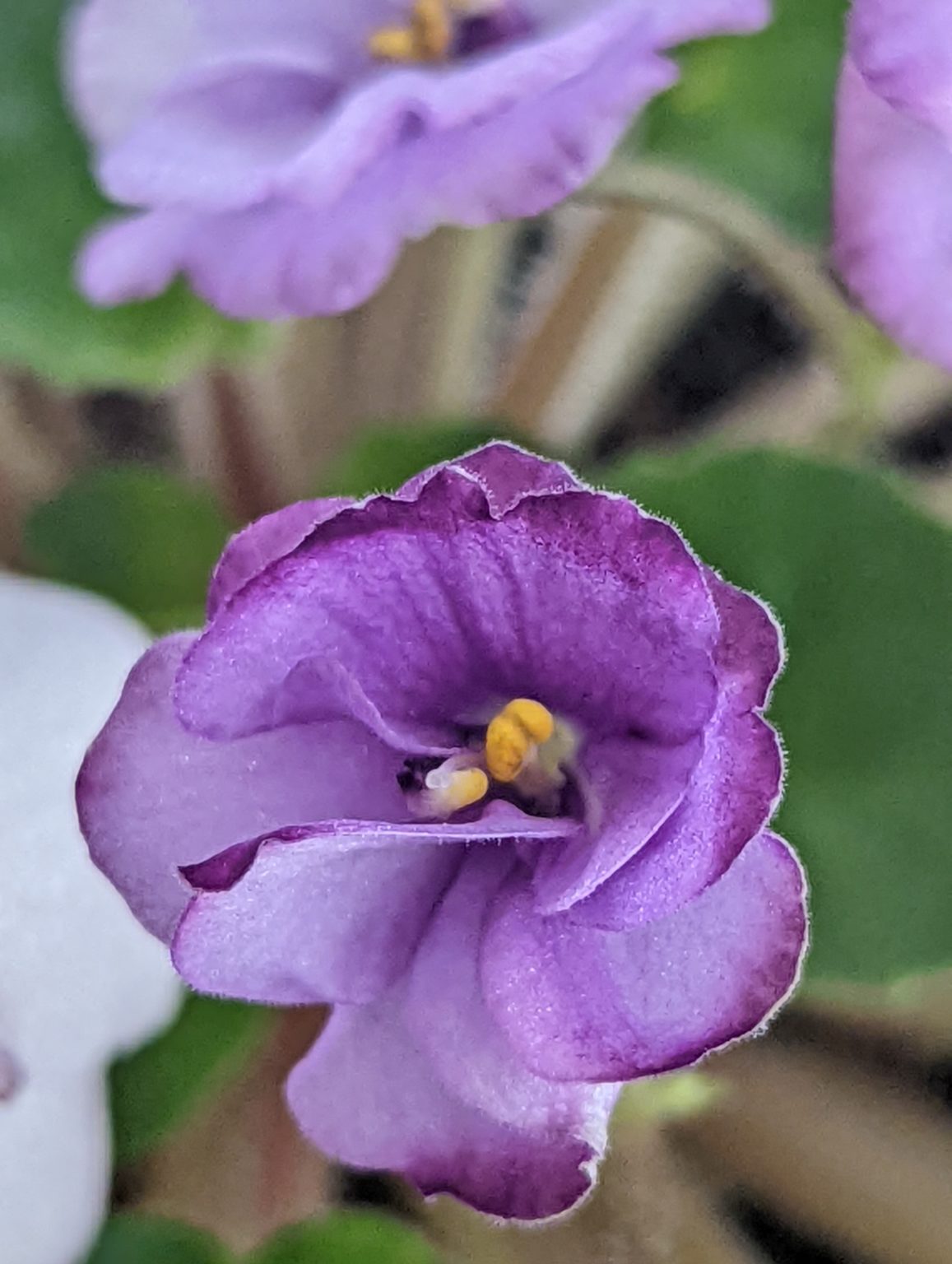 African Violet Plants – Baby Violets