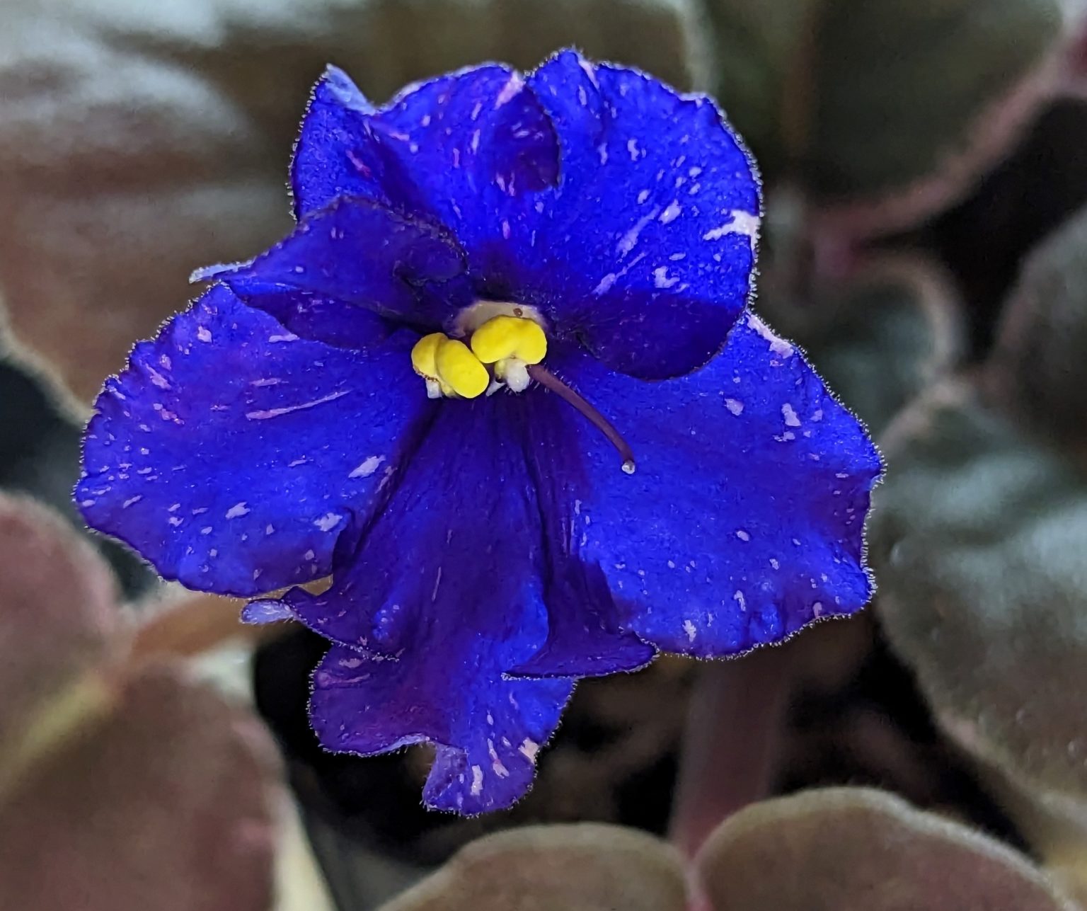 African Violet Plants – Baby Violets