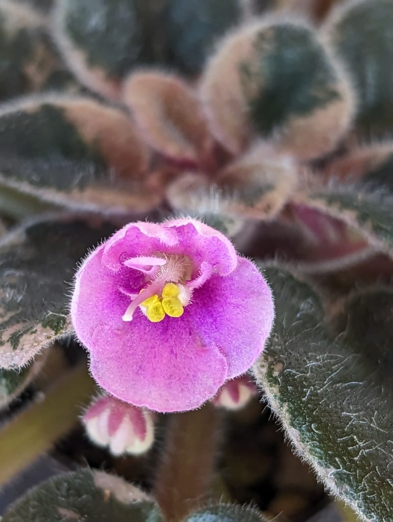 African Violet Plants – Baby Violets