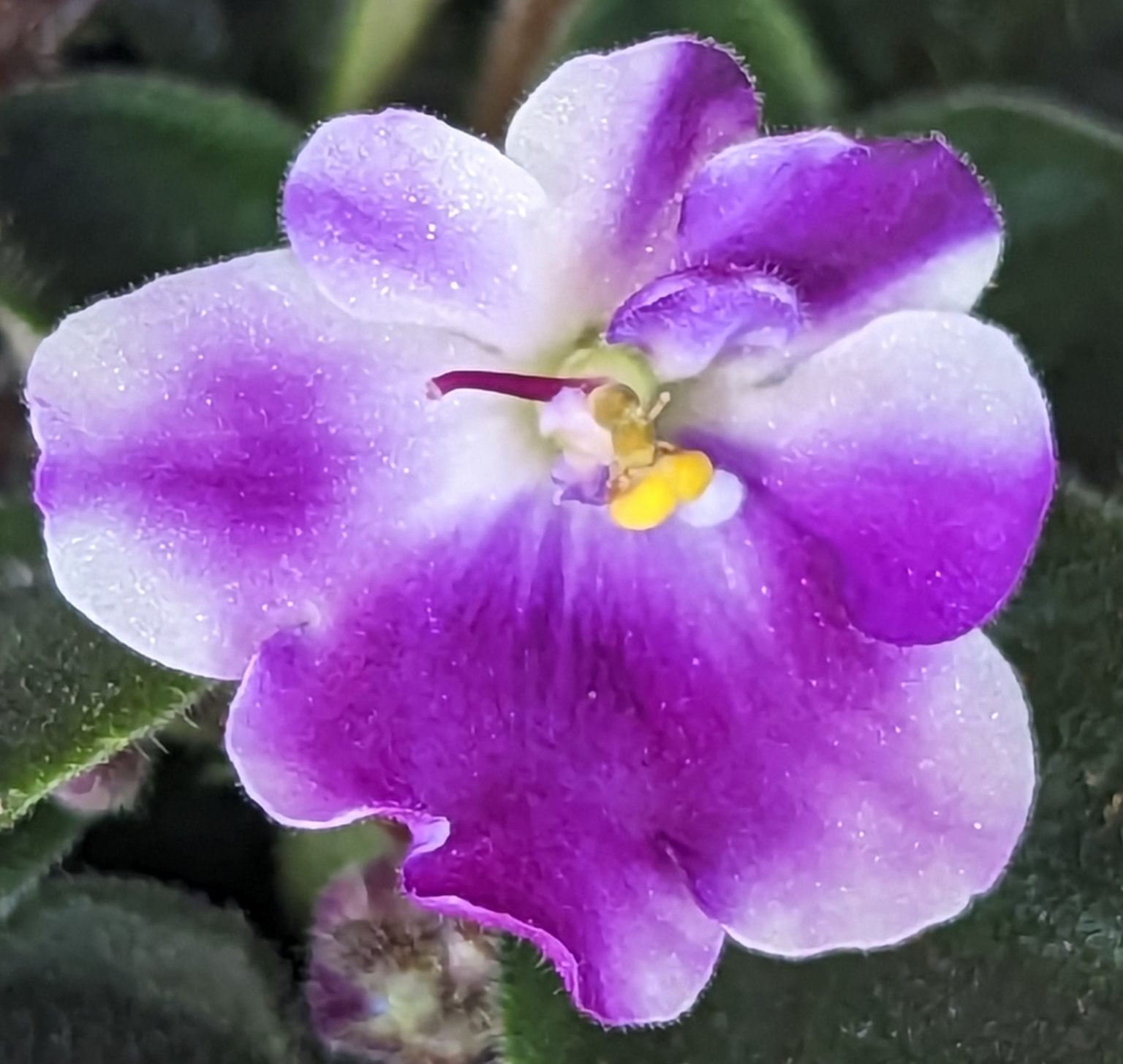 African Violet Plants – Baby Violets