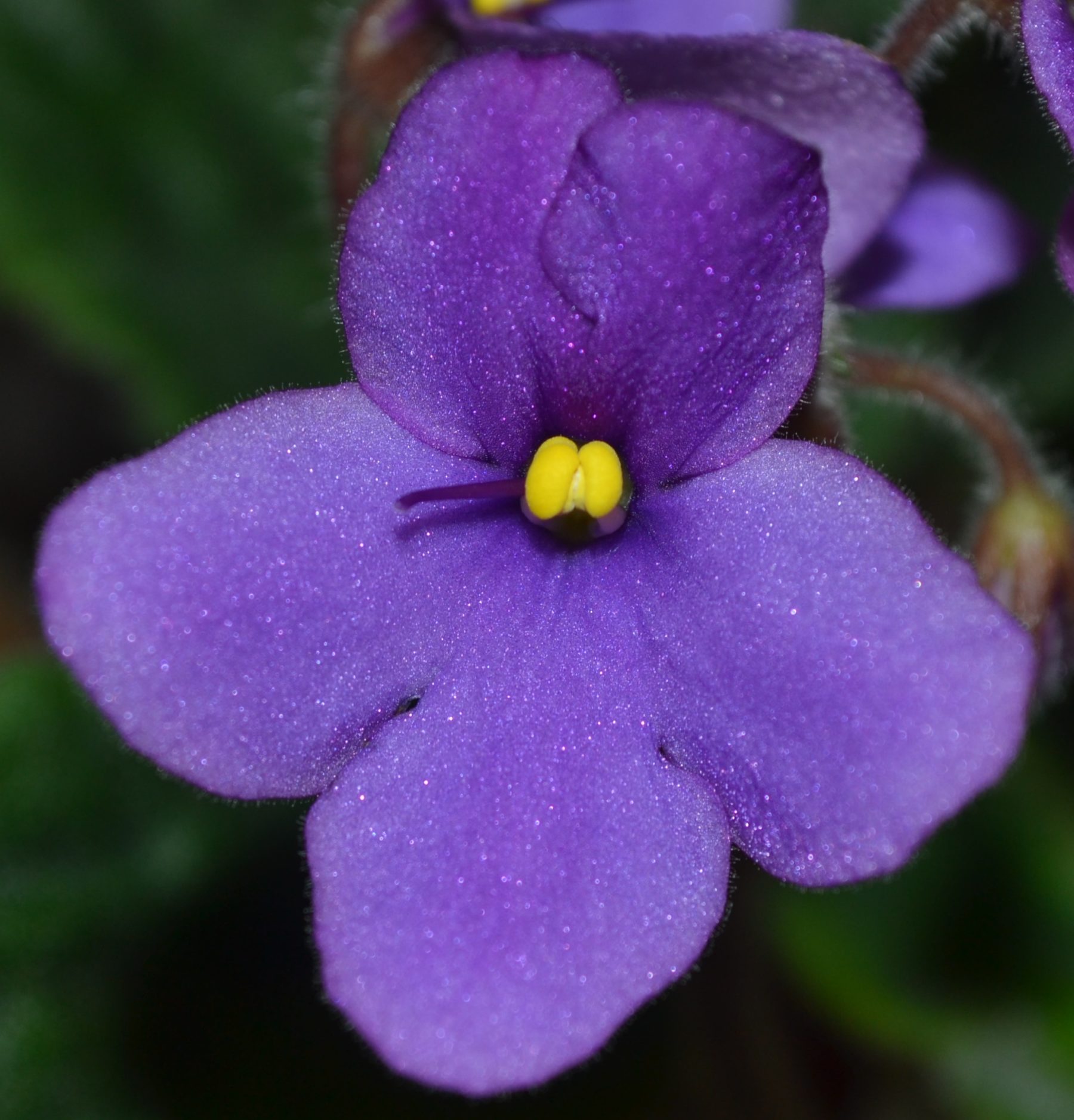 African Violet Plants - Baby Violets
