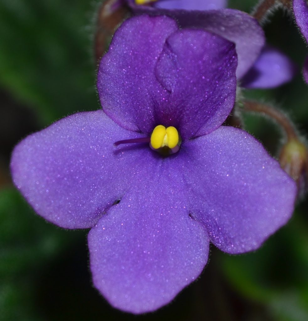 African Violet Plants - Baby Violets