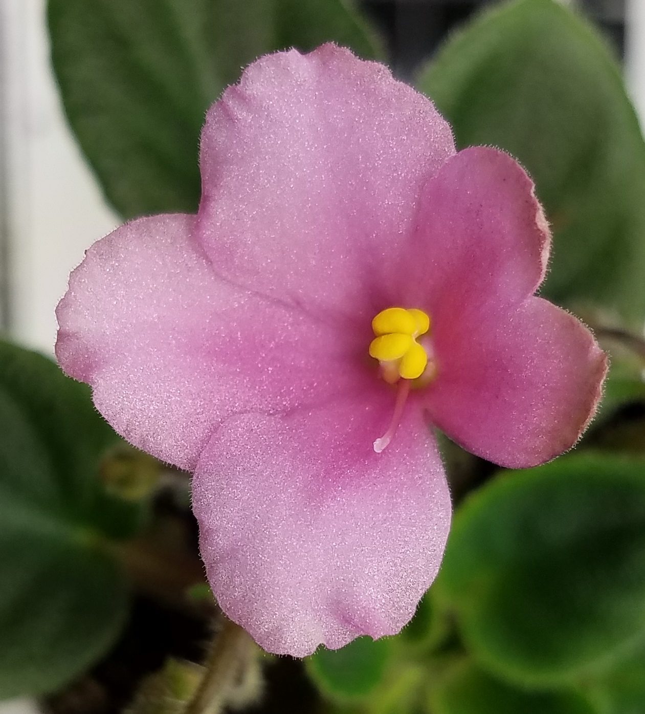 African Violet Plants - Baby Violets
