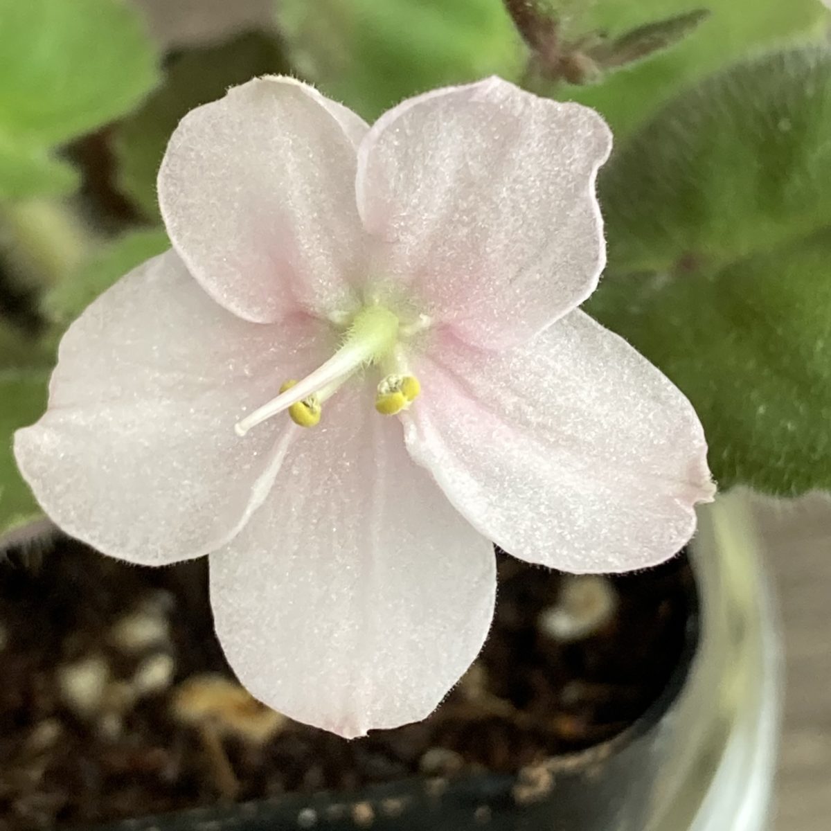 African Violet Plants – Baby Violets
