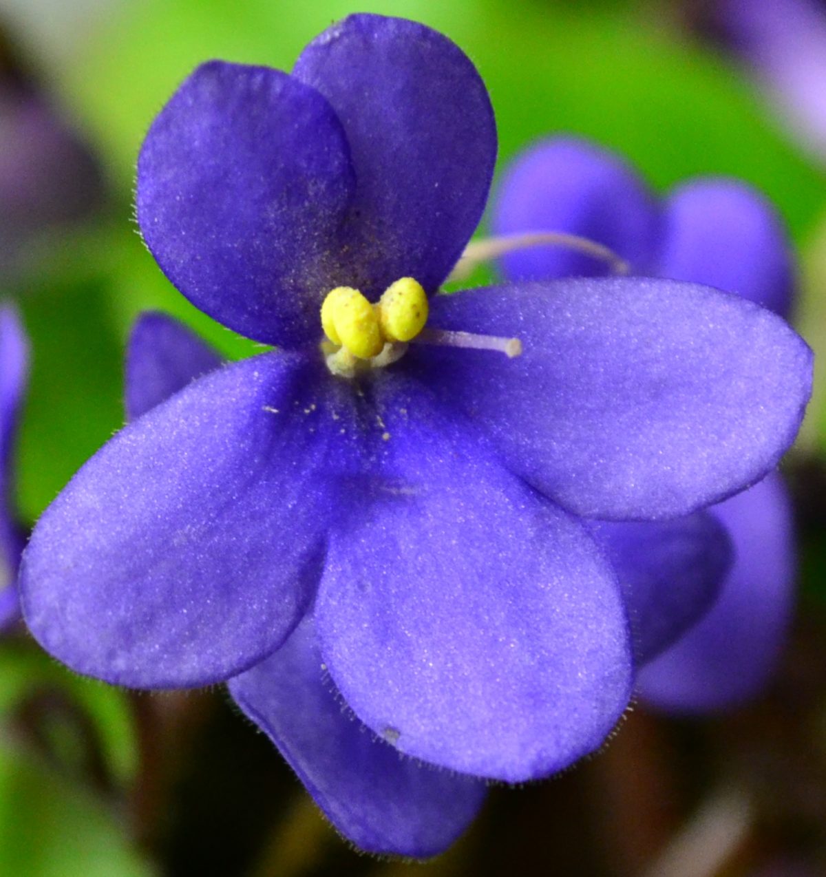 African Violet Plants – Baby Violets