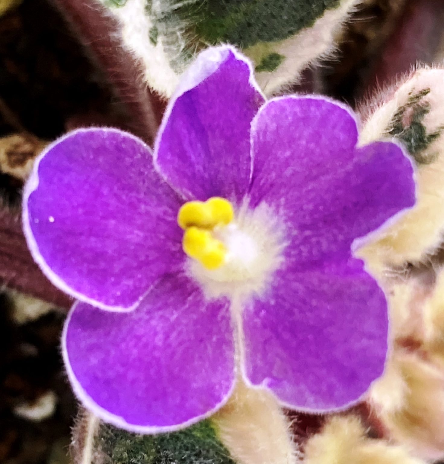 African Violet Plants – Baby Violets