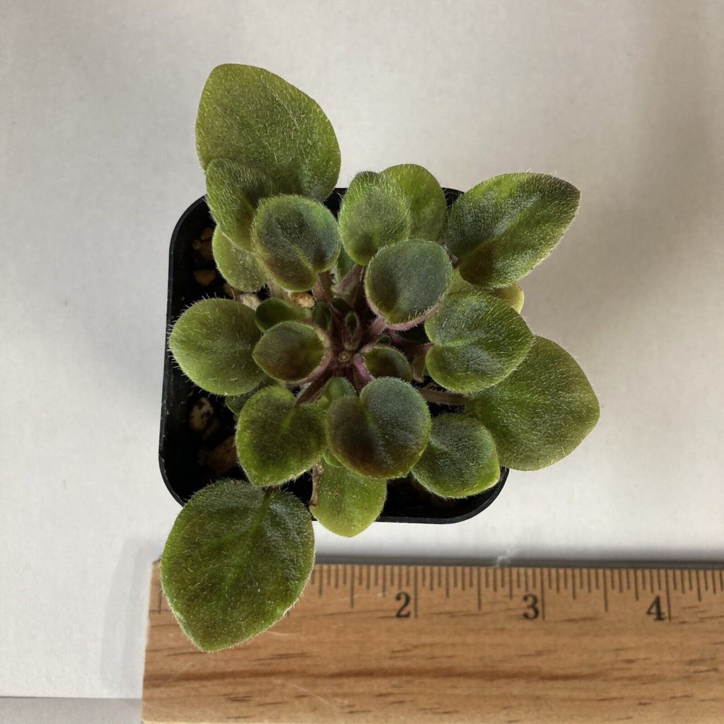 African Violet Plants – Baby Violets