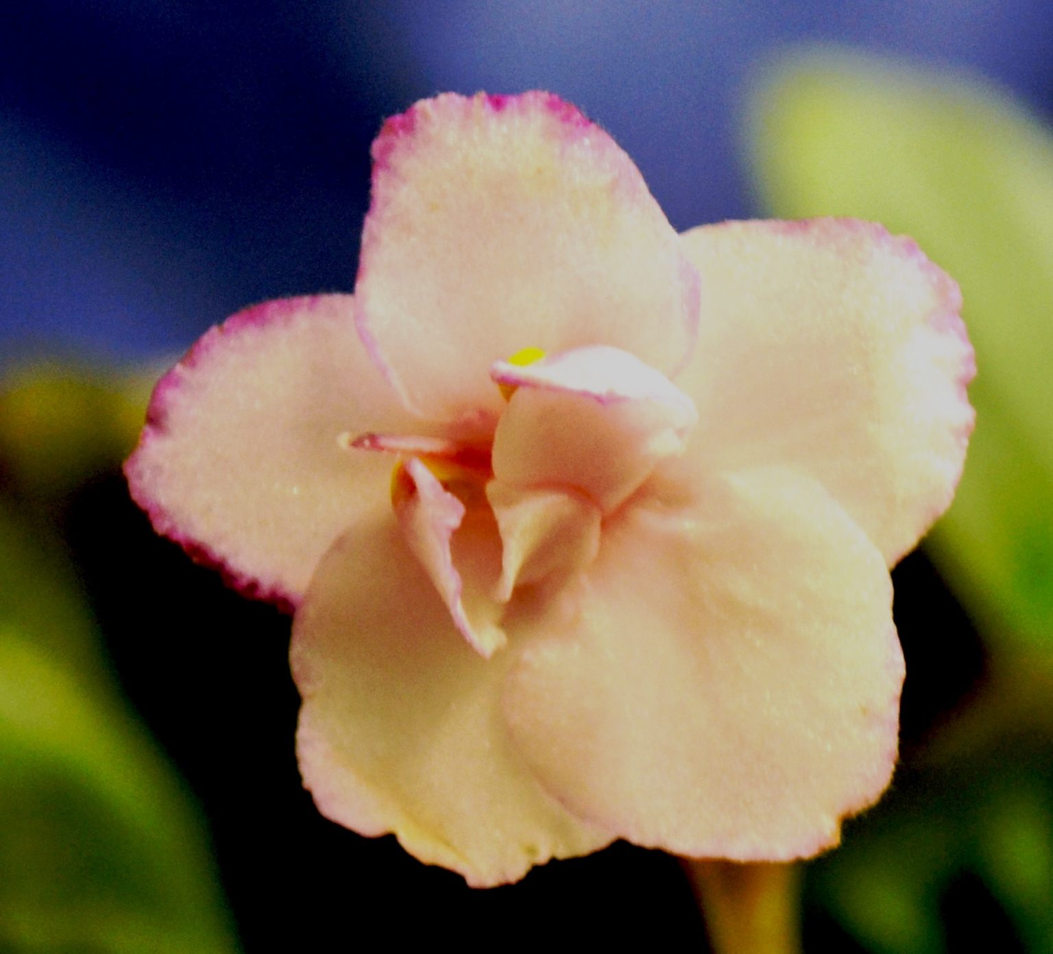 African Violet Plants – Baby Violets