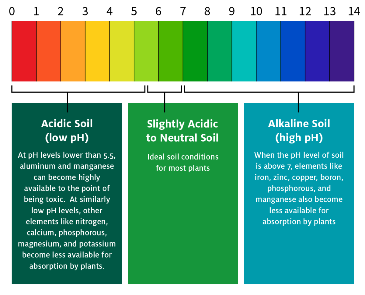 The Soil and Root pH of African Violet Plants – Baby Violets