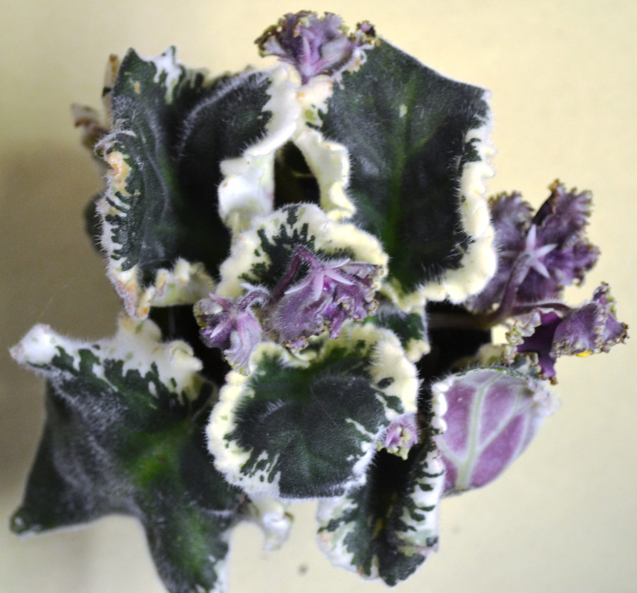 History & What Is African Violet Leaf Variegation? – Baby Violets