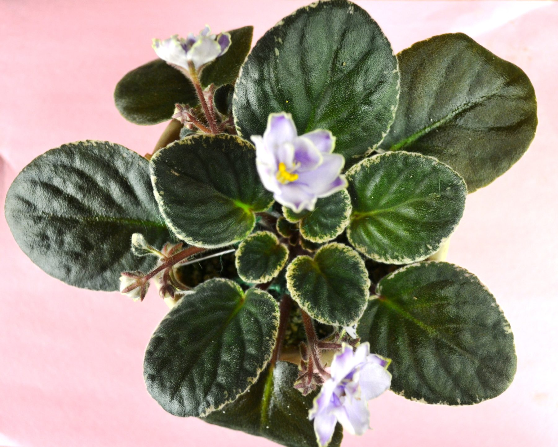 History & What Is African Violet Leaf Variegation? – Baby Violets