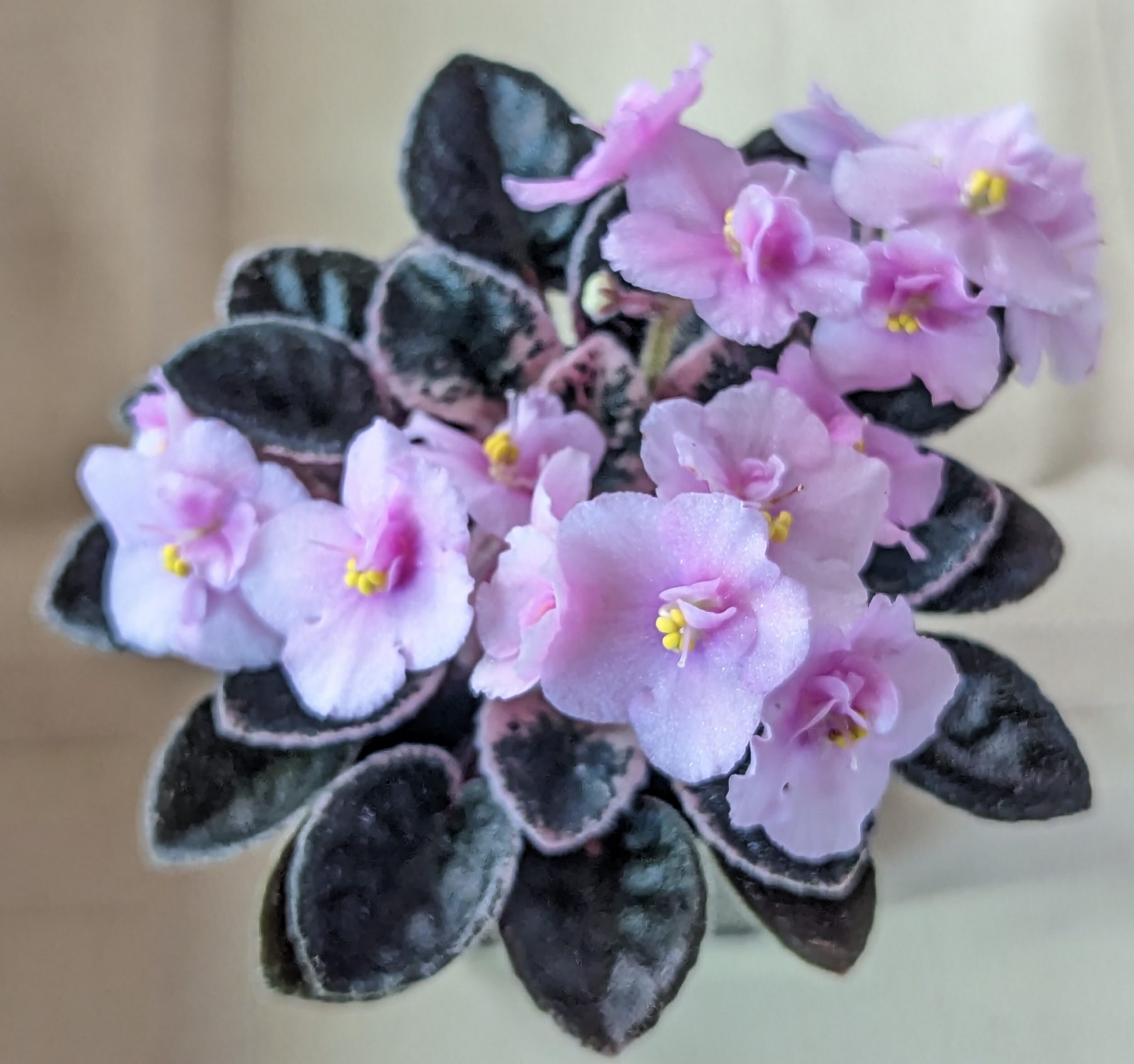 Why Will My African Violets Not Bloom