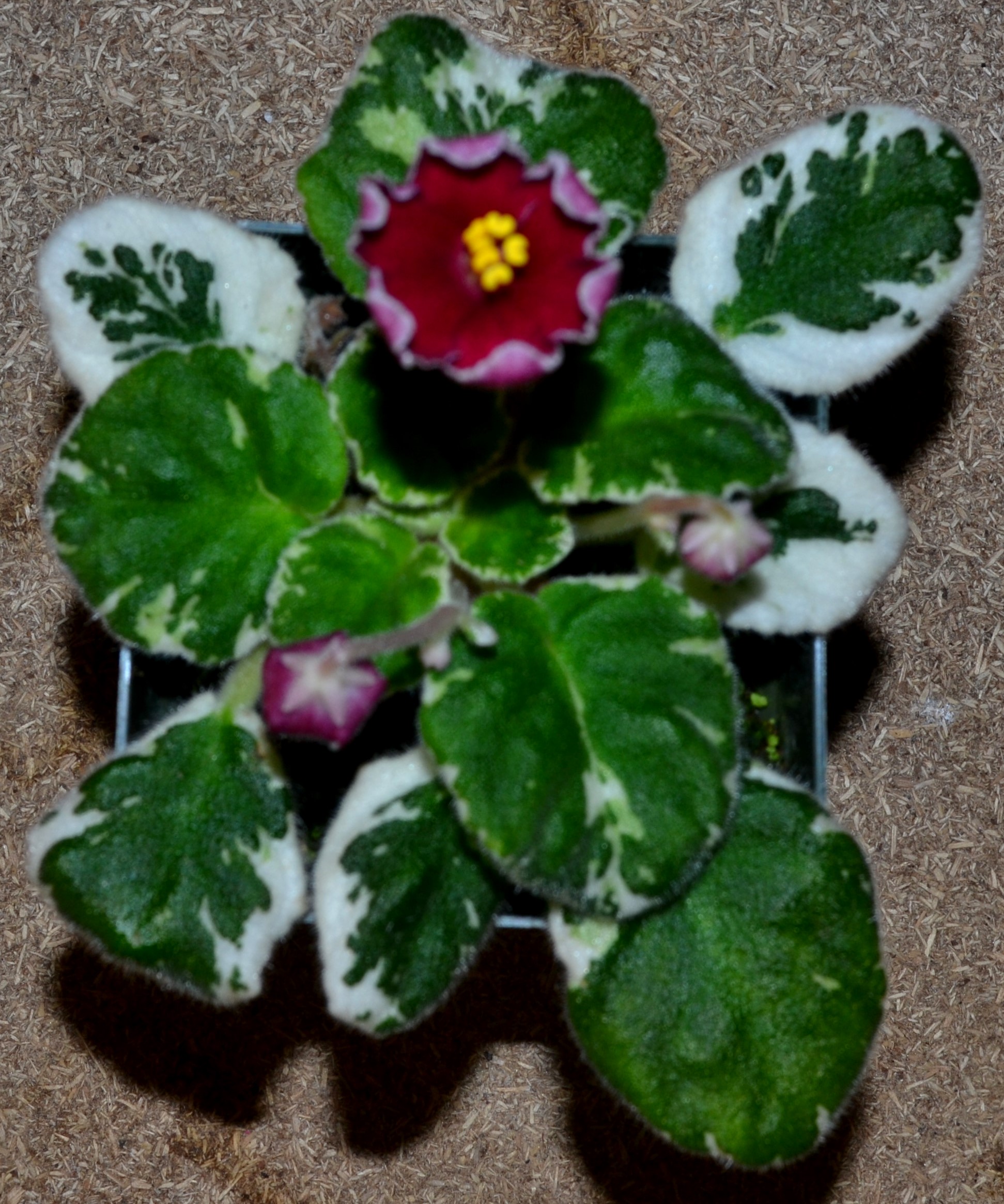 History & What Is African Violet Leaf Variegation? – Baby Violets