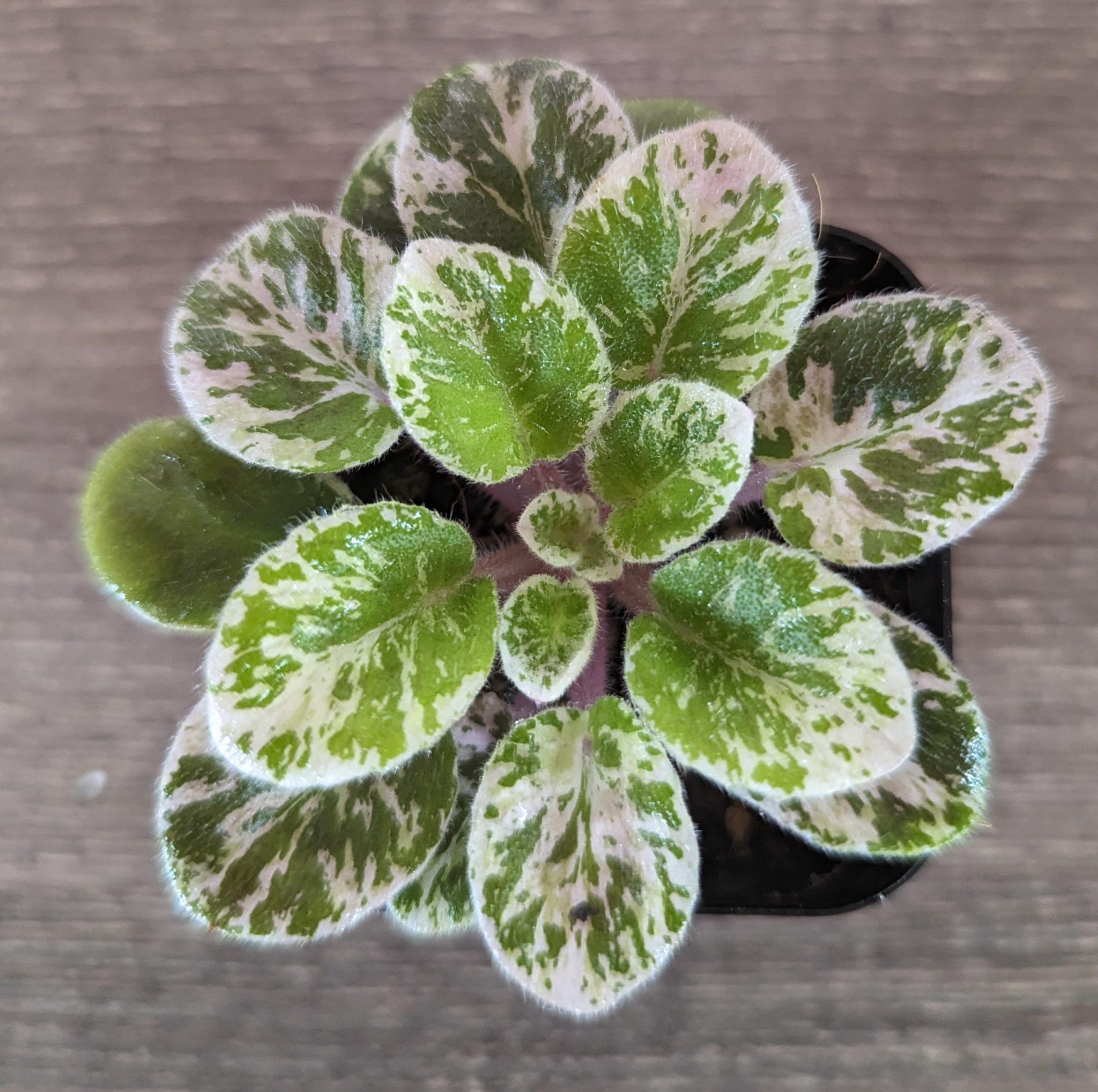 History & What Is African Violet Leaf Variegation? – Baby Violets