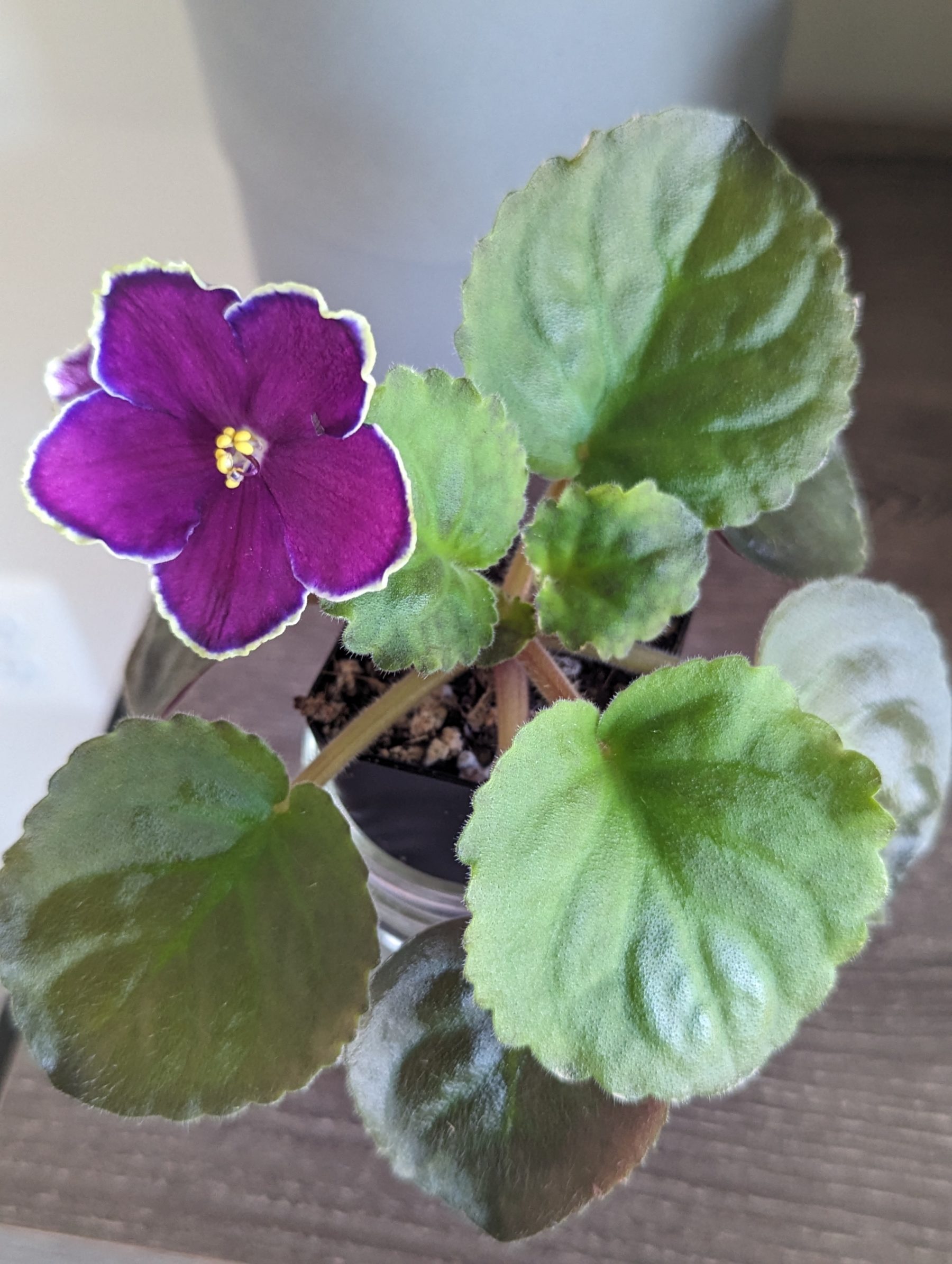 Why Is My African Violet Not Blooming? – Baby Violets