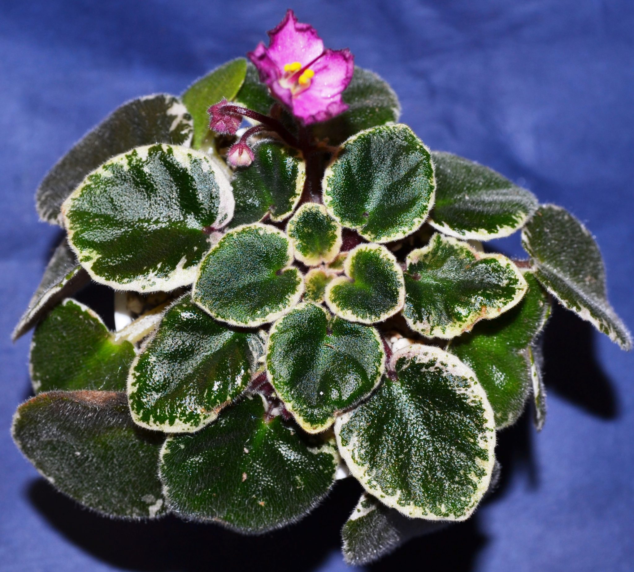 History & What Is African Violet Leaf Variegation? – Baby Violets
