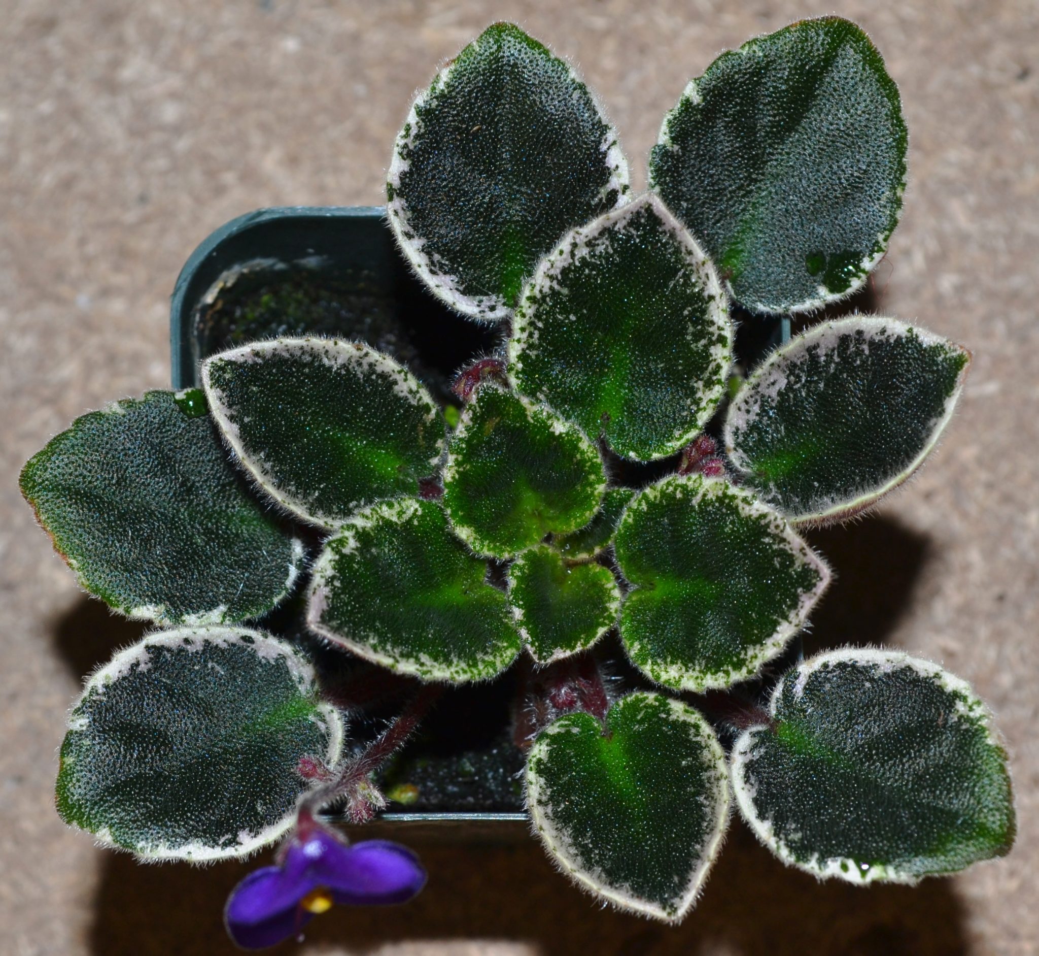 History & What Is African Violet Leaf Variegation? – Baby Violets