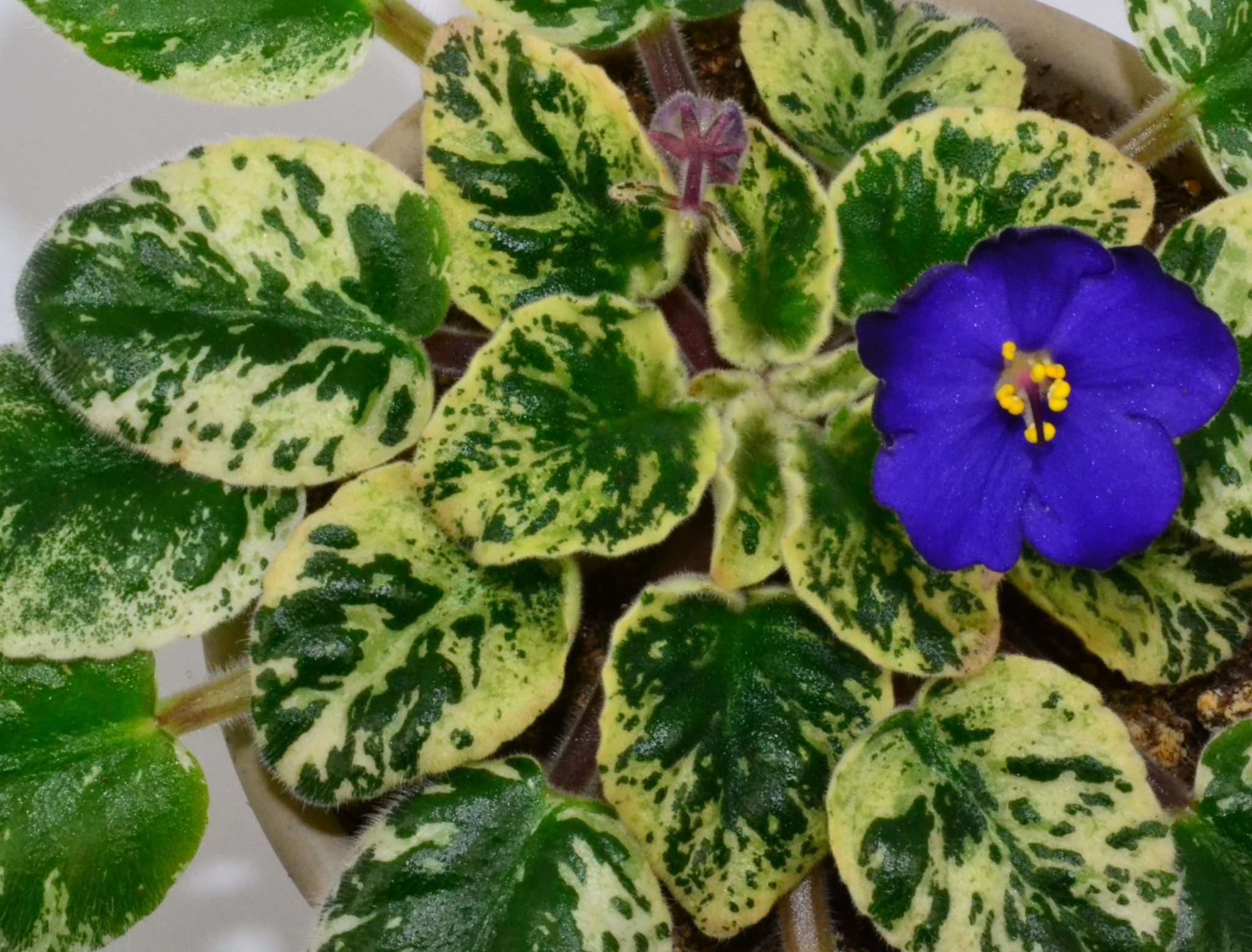 History & What Is African Violet Leaf Variegation? – Baby Violets
