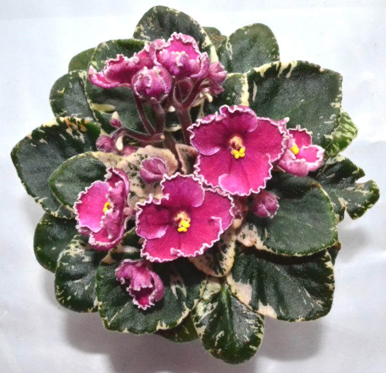History & What Is African Violet Leaf Variegation? – Baby Violets