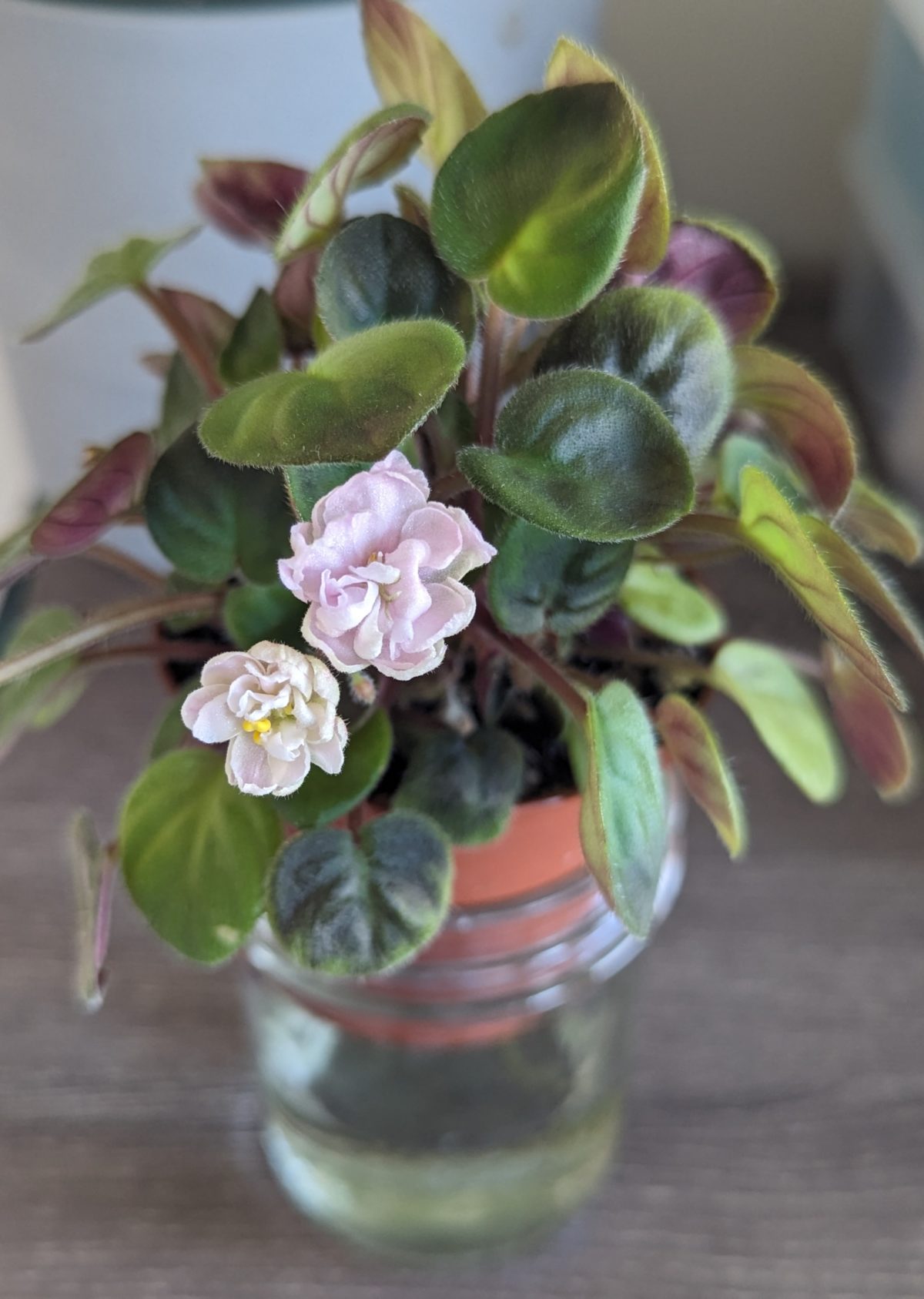 Why Is My African Violet Not Blooming? – Baby Violets