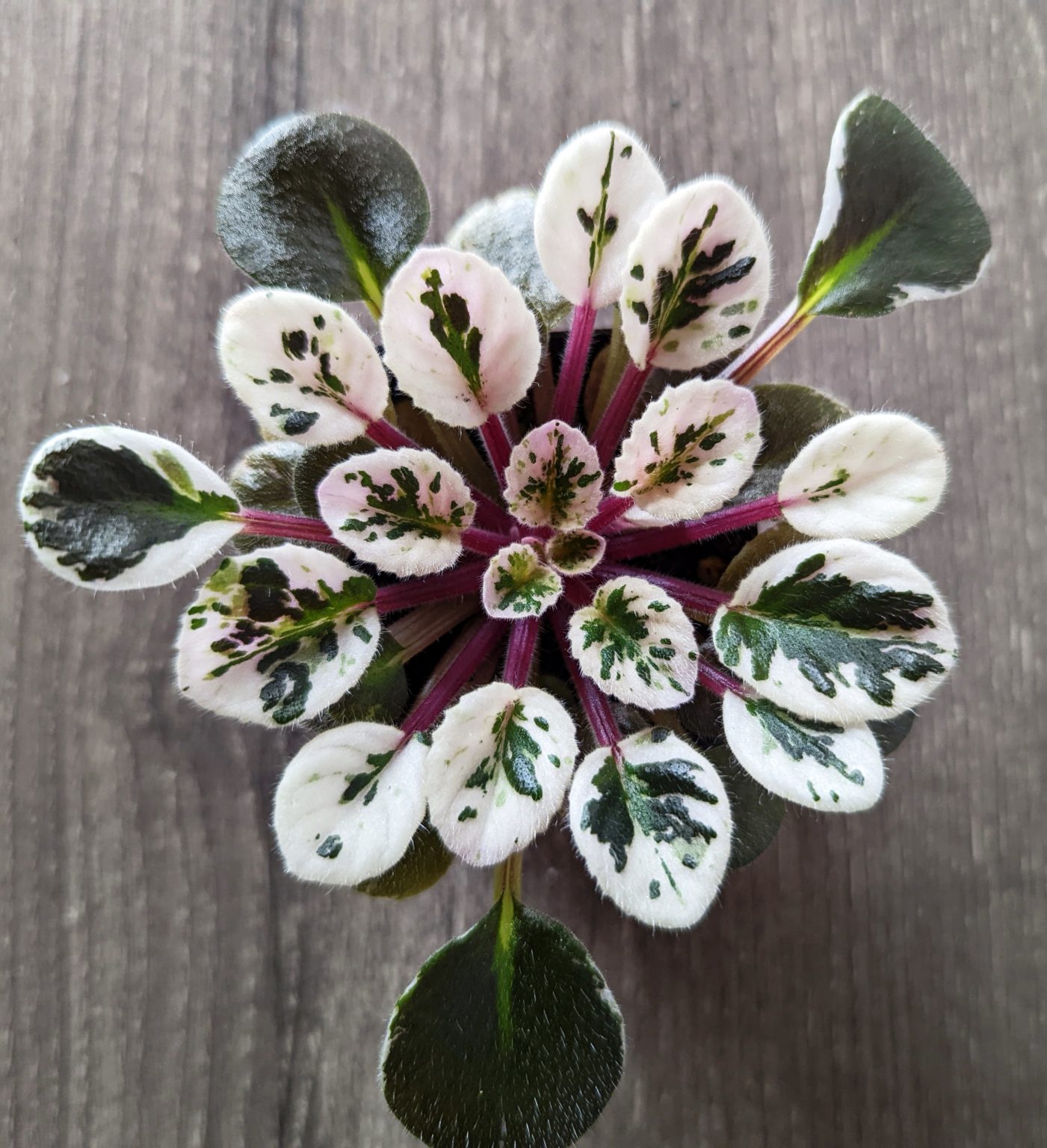 History & What Is African Violet Leaf Variegation? – Baby Violets
