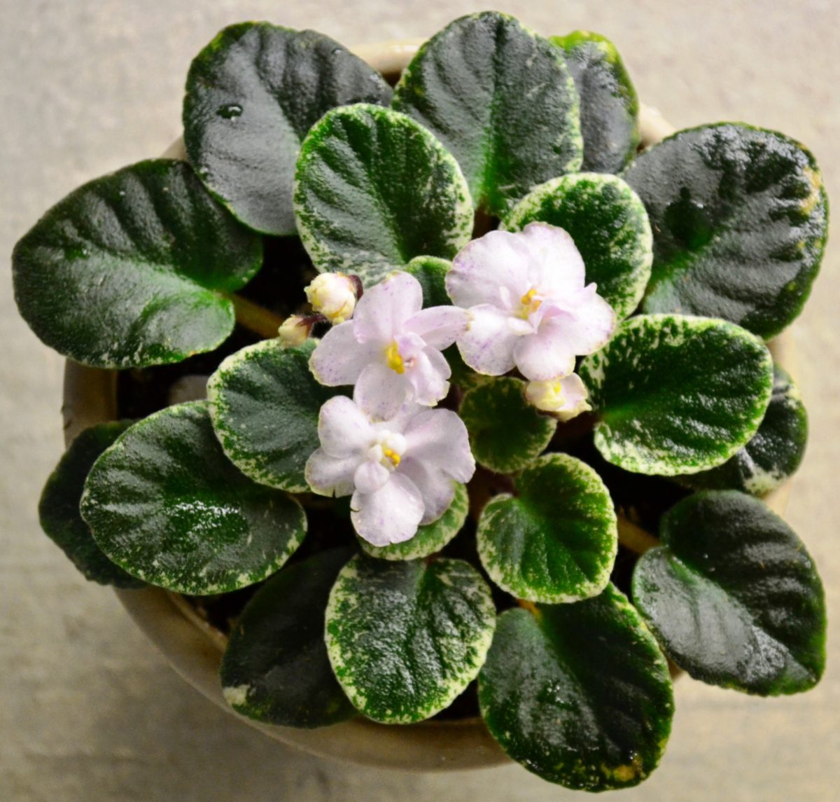 History & What Is African Violet Leaf Variegation? – Baby Violets