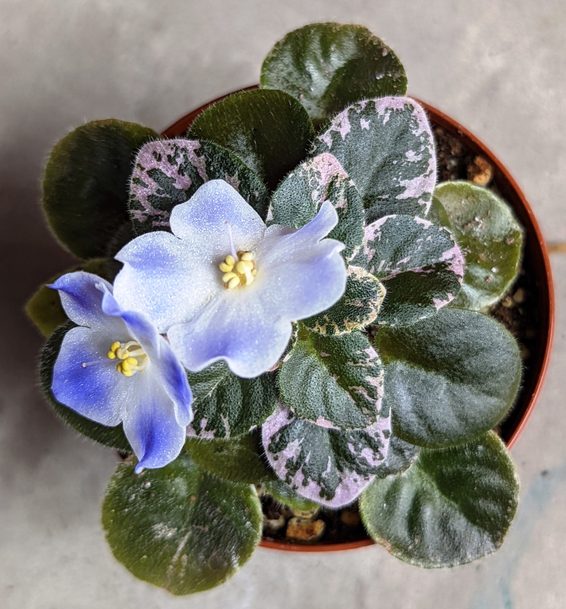 History & What Is African Violet Leaf Variegation? – Baby Violets