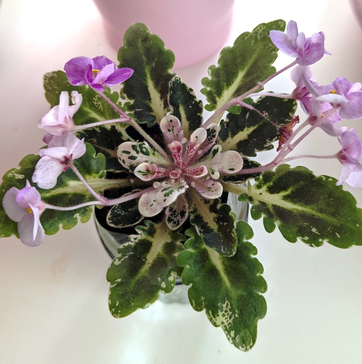 History & What Is African Violet Leaf Variegation? – Baby Violets