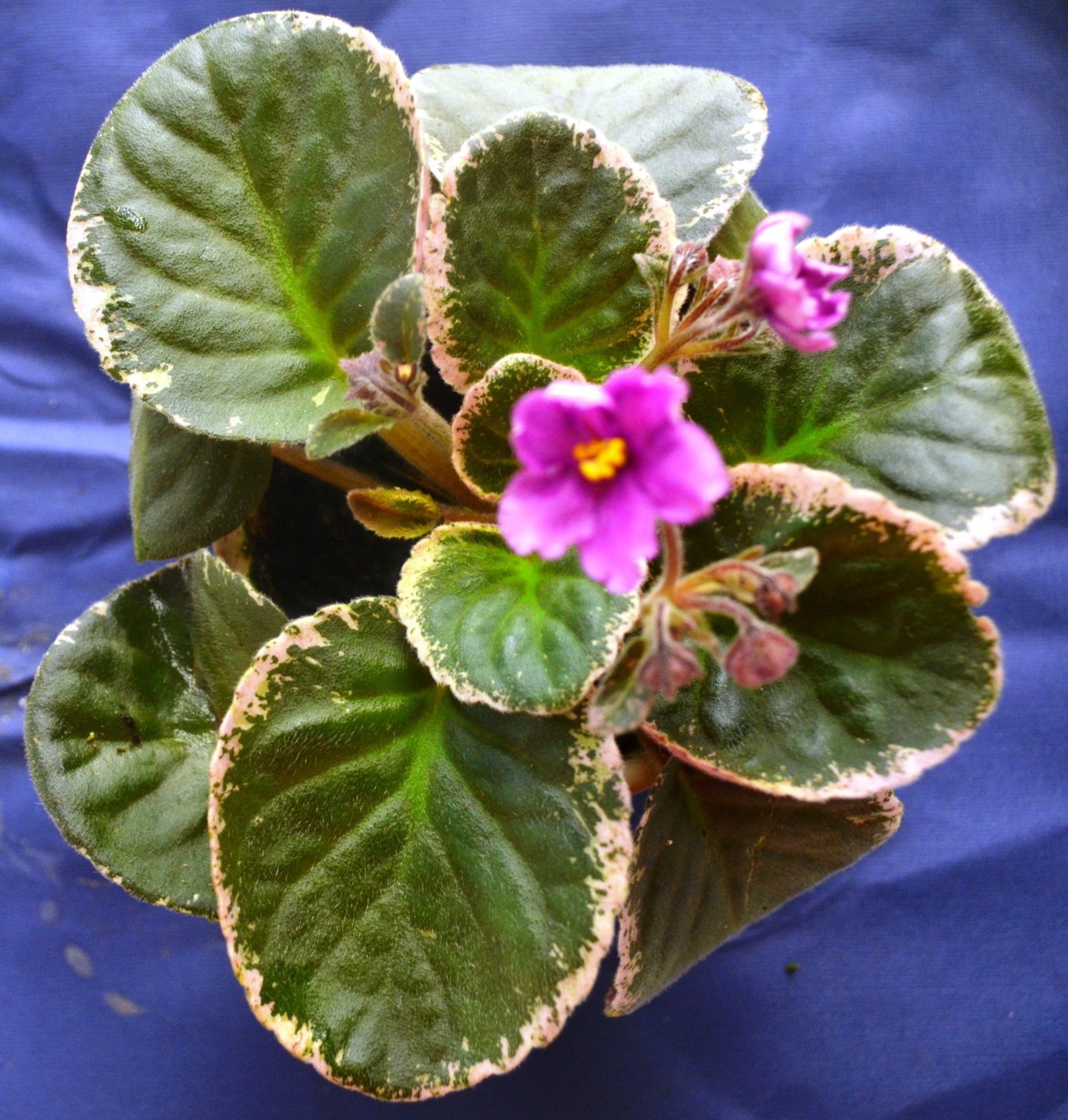 History & What Is African Violet Leaf Variegation? – Baby Violets