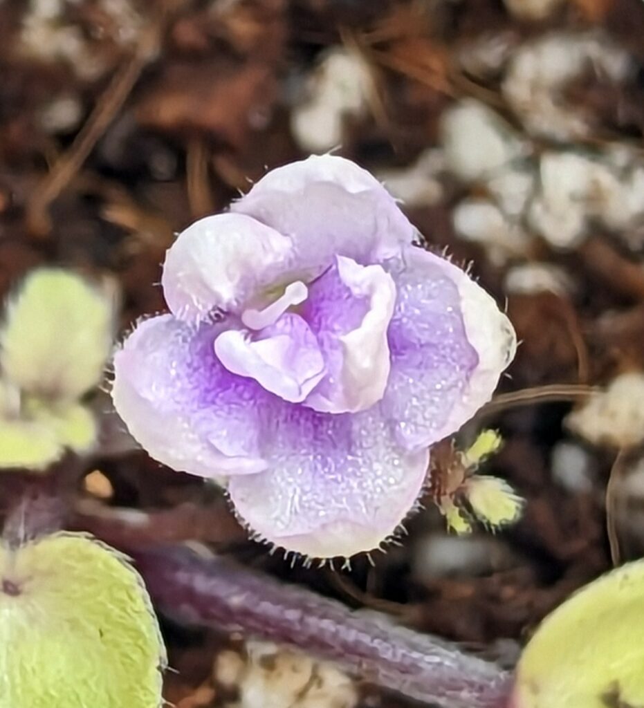 Rob’s Sticky Wicket Trailer – Baby Violets