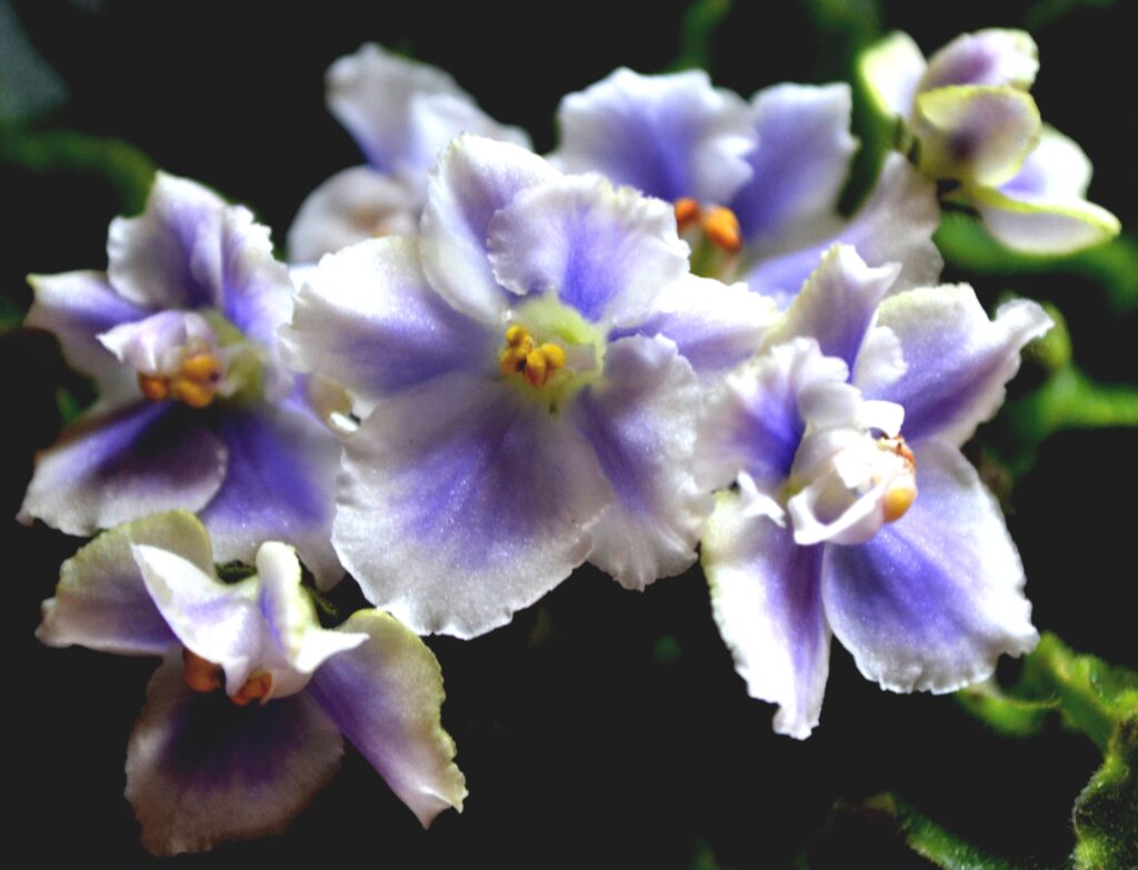 African Violet Plants – Baby Violets