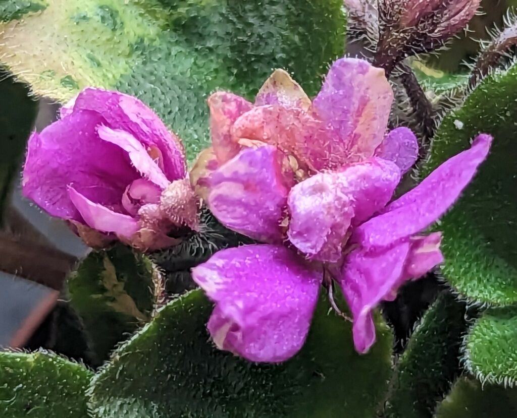African Violet Plants – Baby Violets