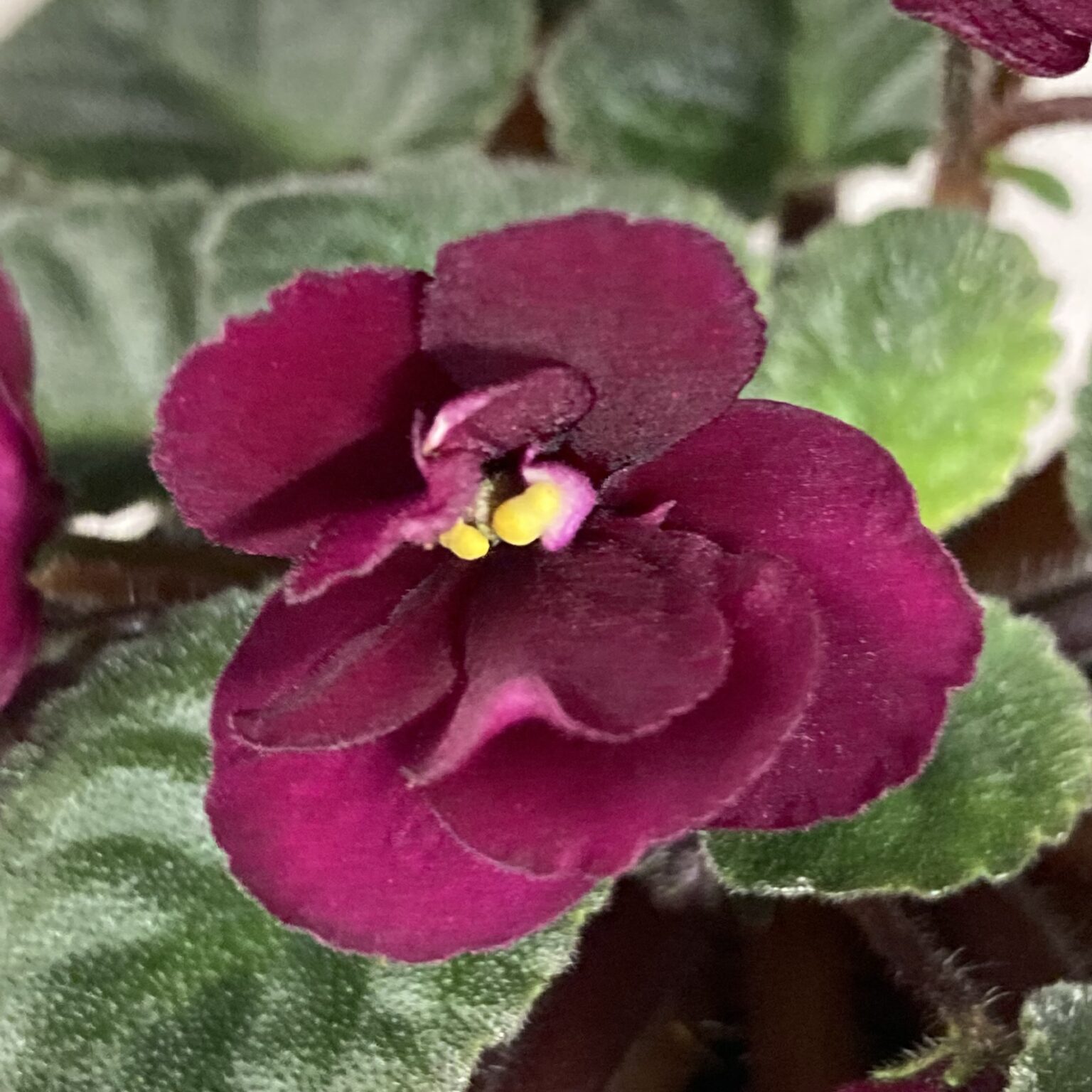 Jolly Fireball Semi-Miniature – Baby Violets