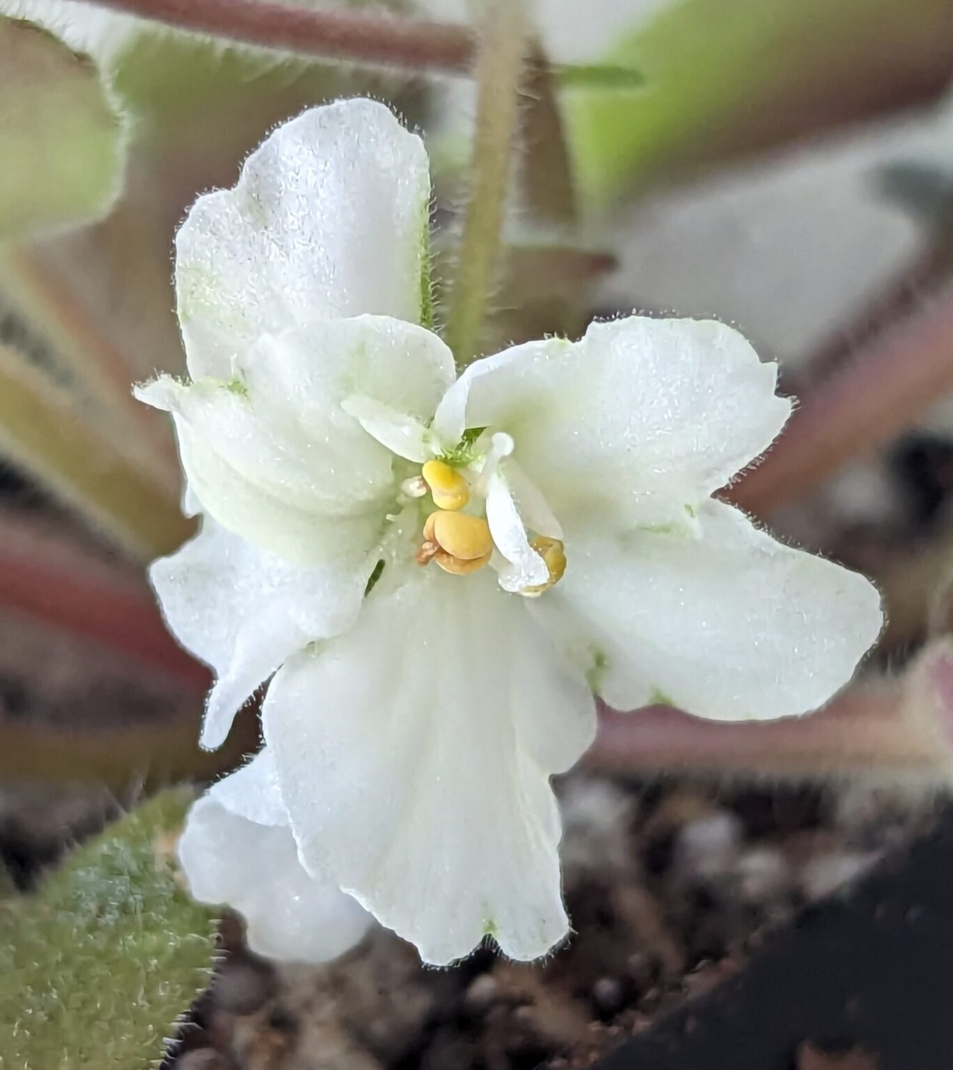Jolly Sun Chaser Semi-Miniature – Baby Violets