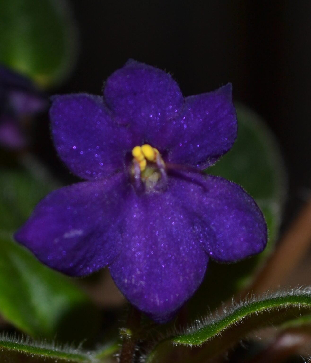 Little Ebony Semi-Miniature – Baby Violets