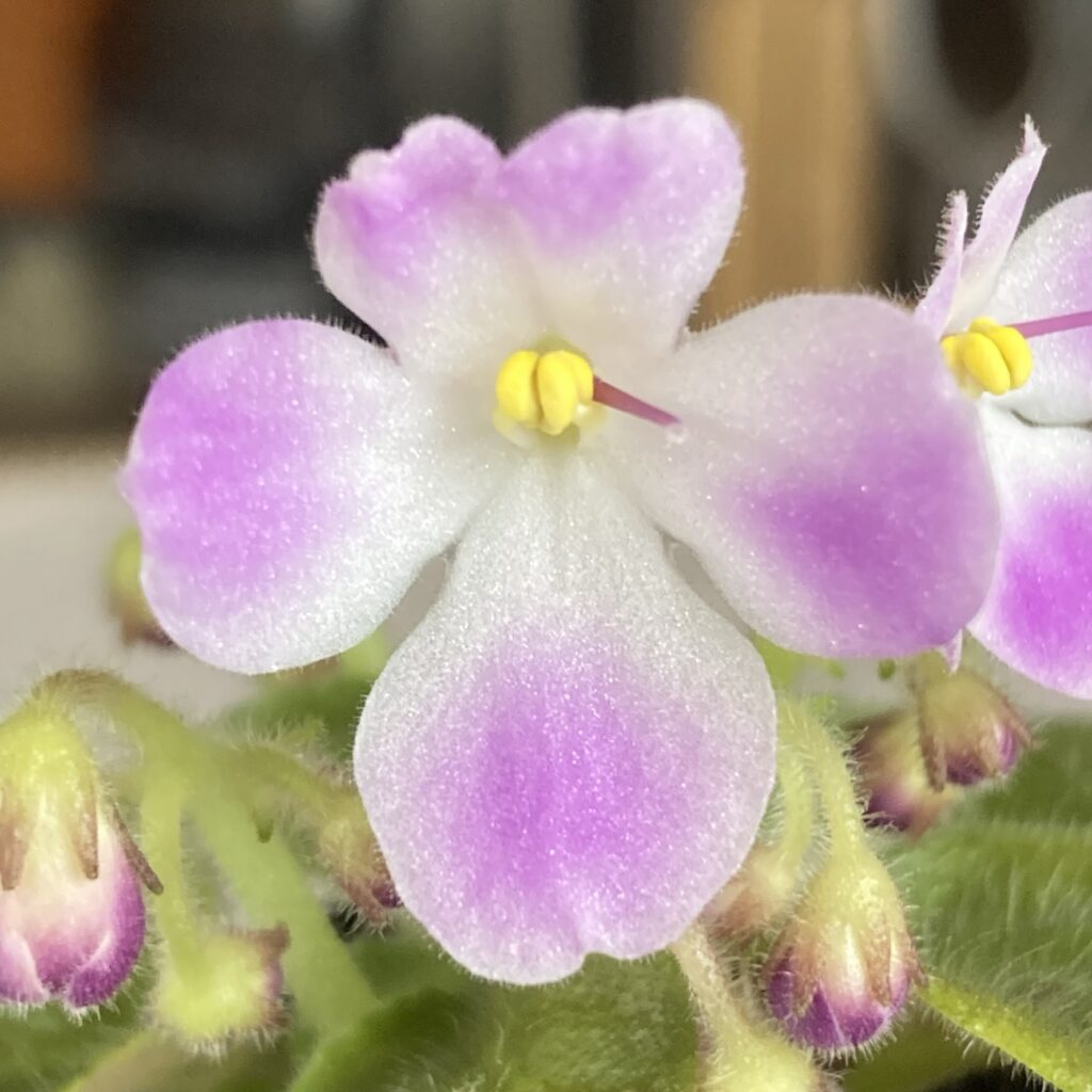 Morgan’s Declan Duff Miniature – Baby Violets